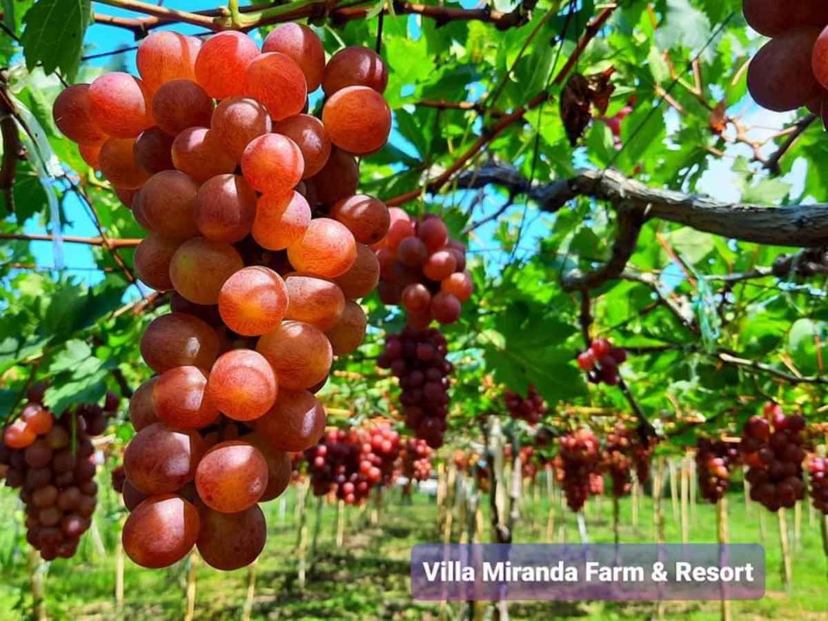 Discovering Libon: Unveiling the Rich Heritage and Natural Splendor of ...